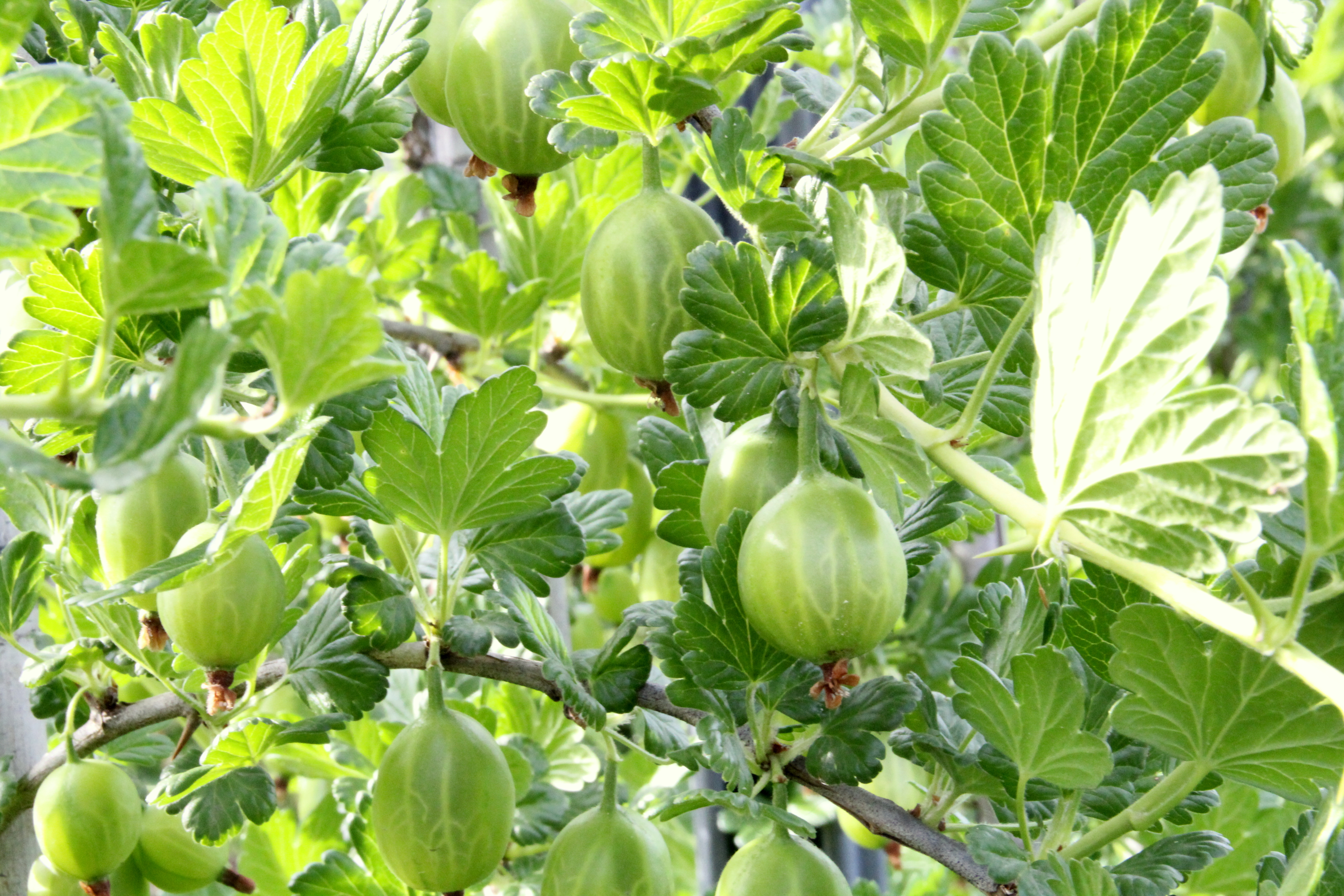 Stachelbeeren - Beeren-Brodbeck